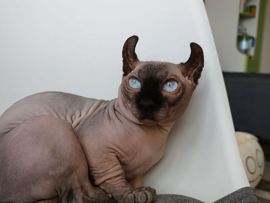 Кот двэльф коротколапый