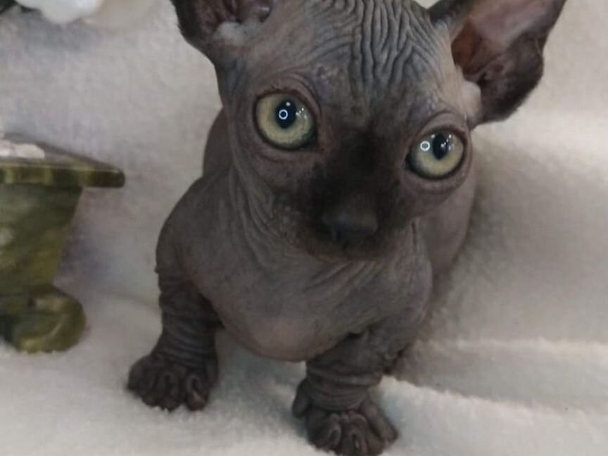 Бамбино, короткие лапки