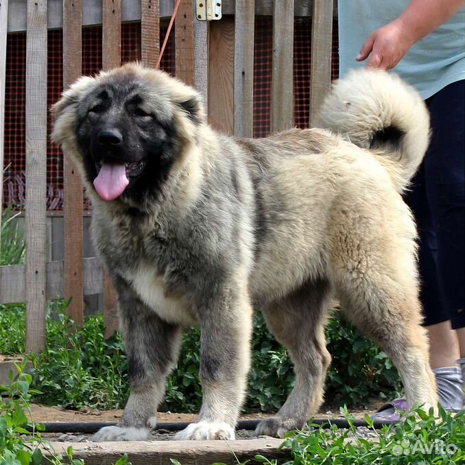Кавказская Овчарка Девочка