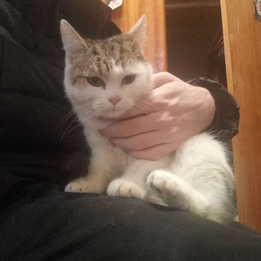 Котик