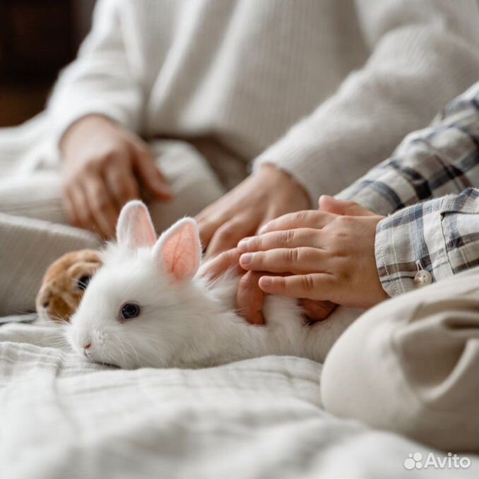 VIP - Карликовый кролик - mini