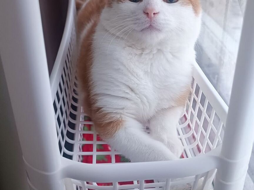 В самые добрые руки