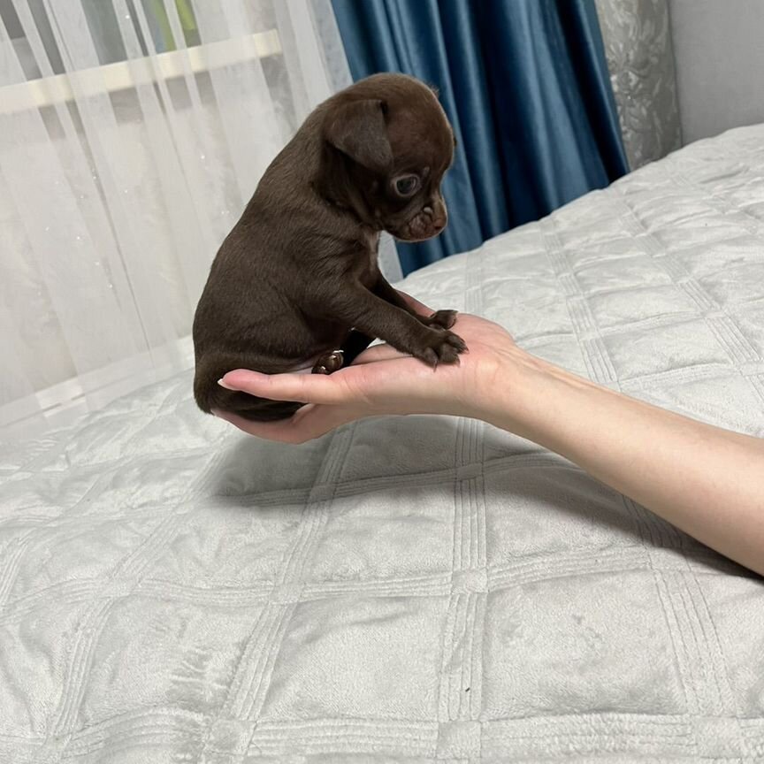 Щенки