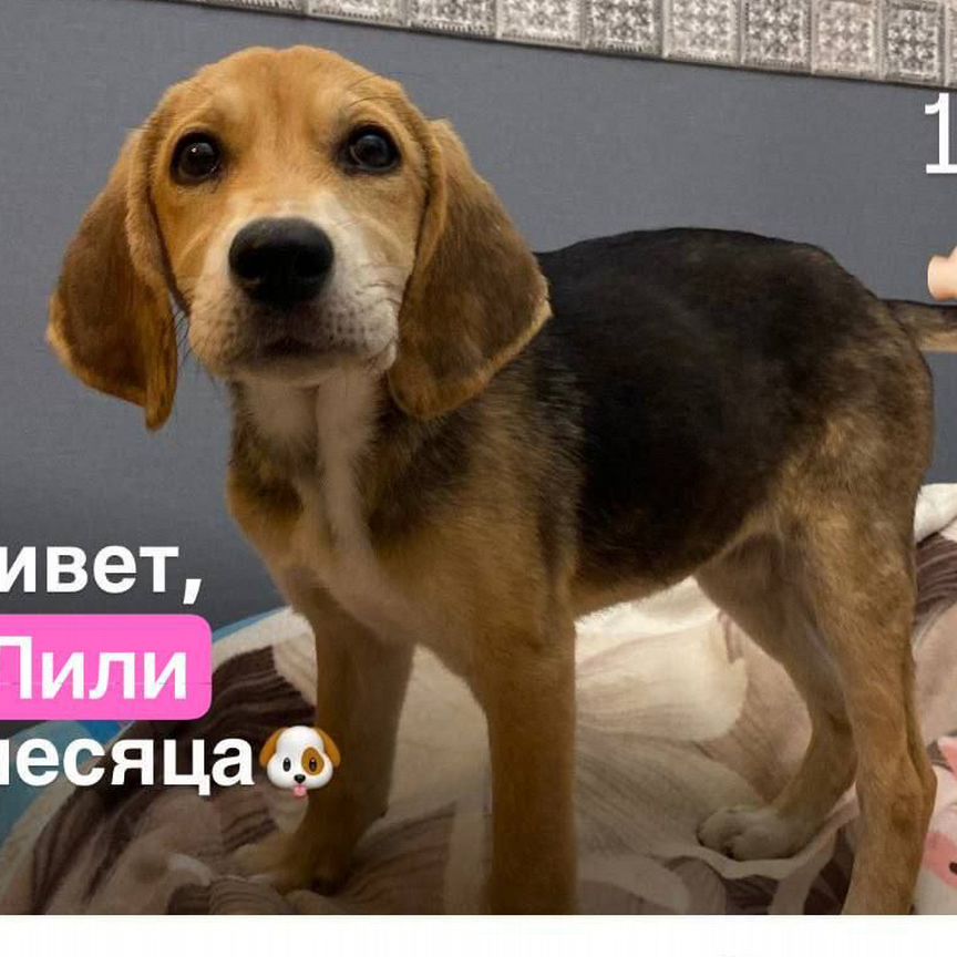 Щенок в добрые руки