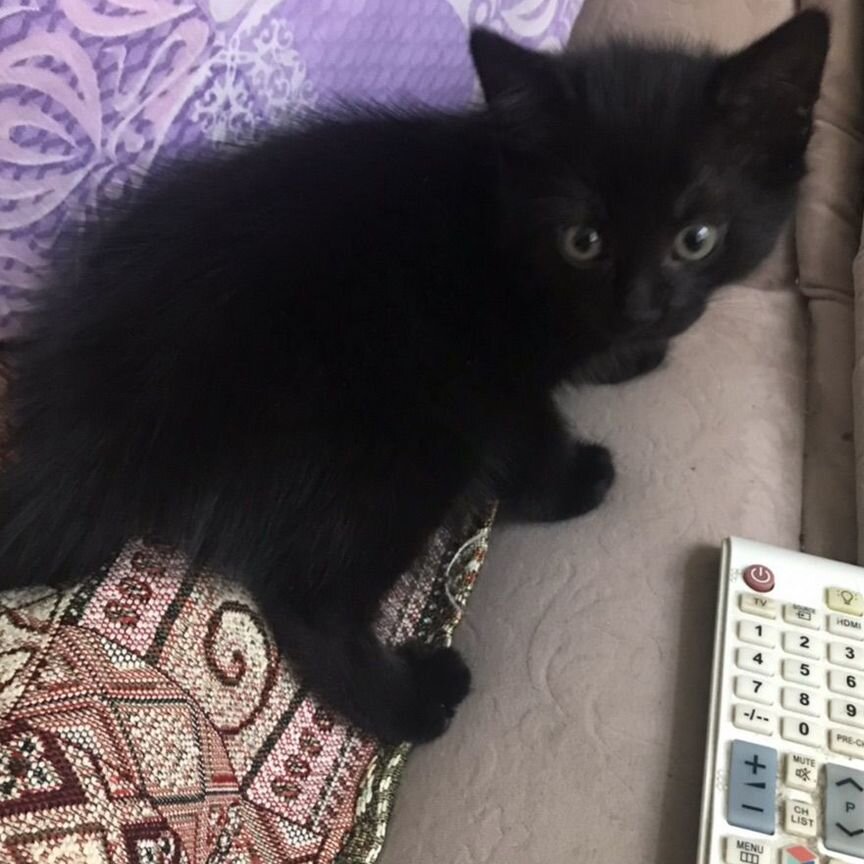 Котята в добрые руки бесплатно 1,5 месяца