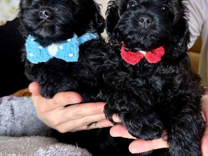 Мальтипу Черный Жемчуг