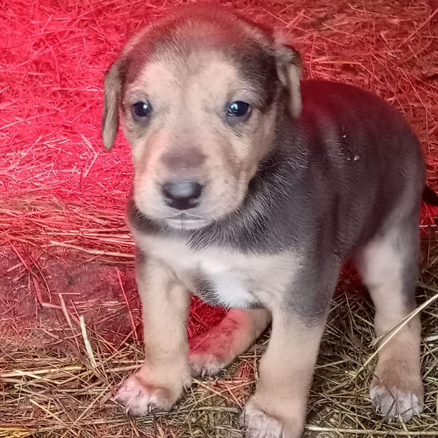 Щенок сука Русская Гончая