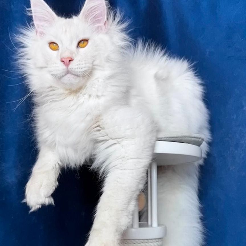 Мейн-кун эксклюзивного окраса