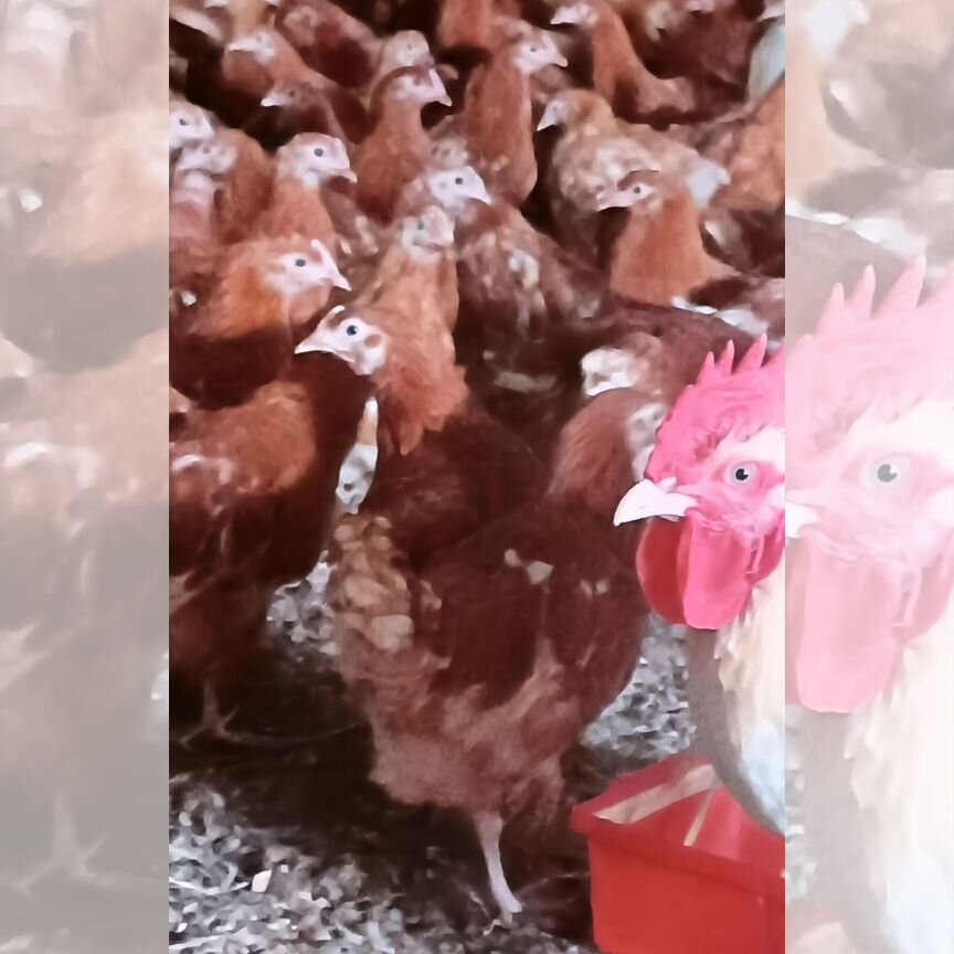 Курицы несушки молодки