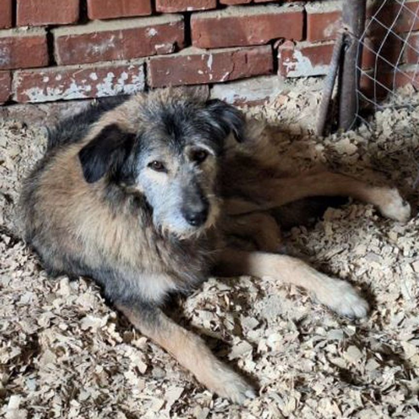 Взрослая собака в добрые руки