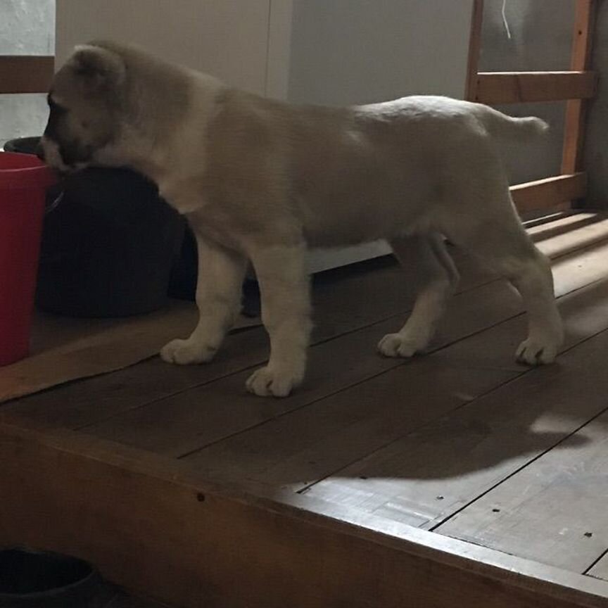 Девочка сао