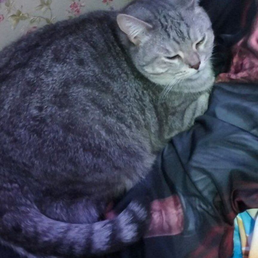 Кот