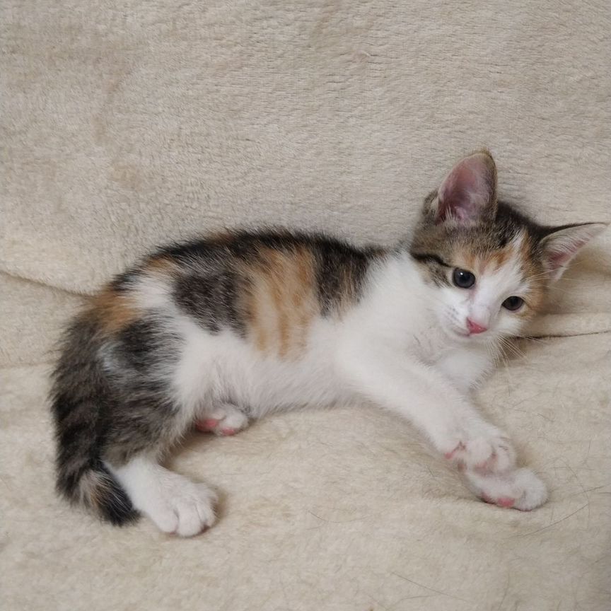 Лапочка ищет дом