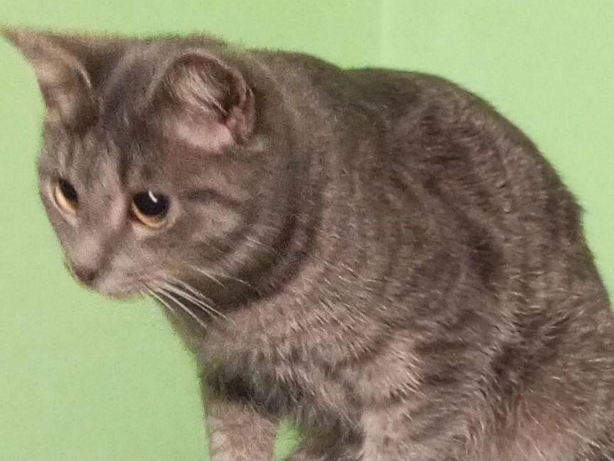 Котенок