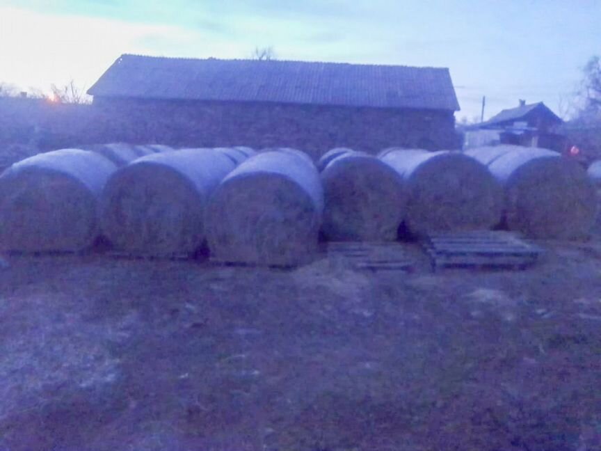 Сено луговое люцерна костер в рулонах