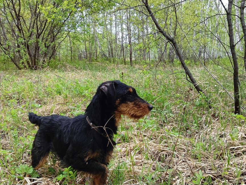 Немецкий ягдтерьер