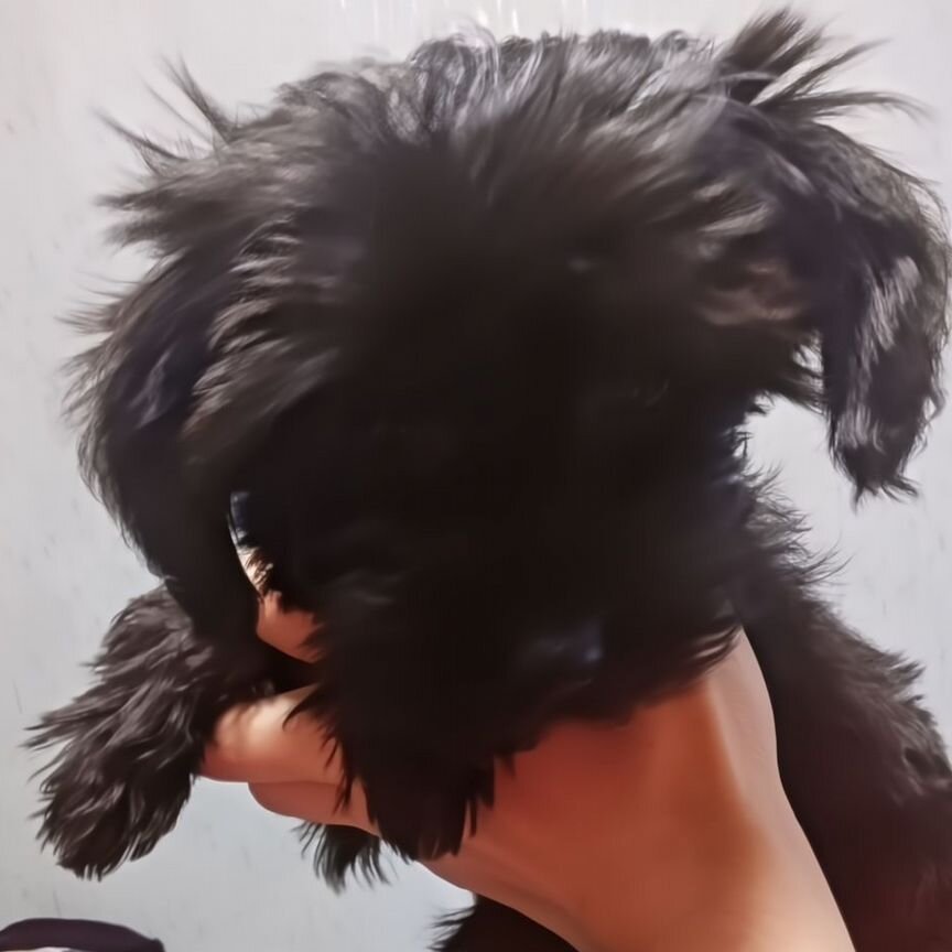 Мальтипу, щенок