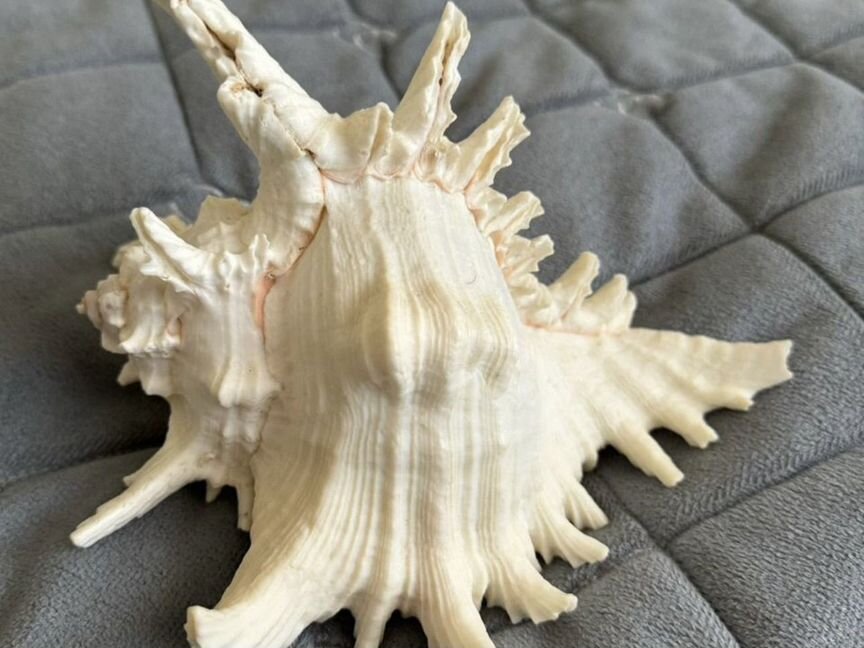 Ракушка мурекс