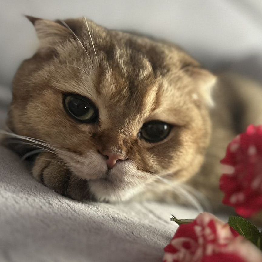Британский шиншилла кот