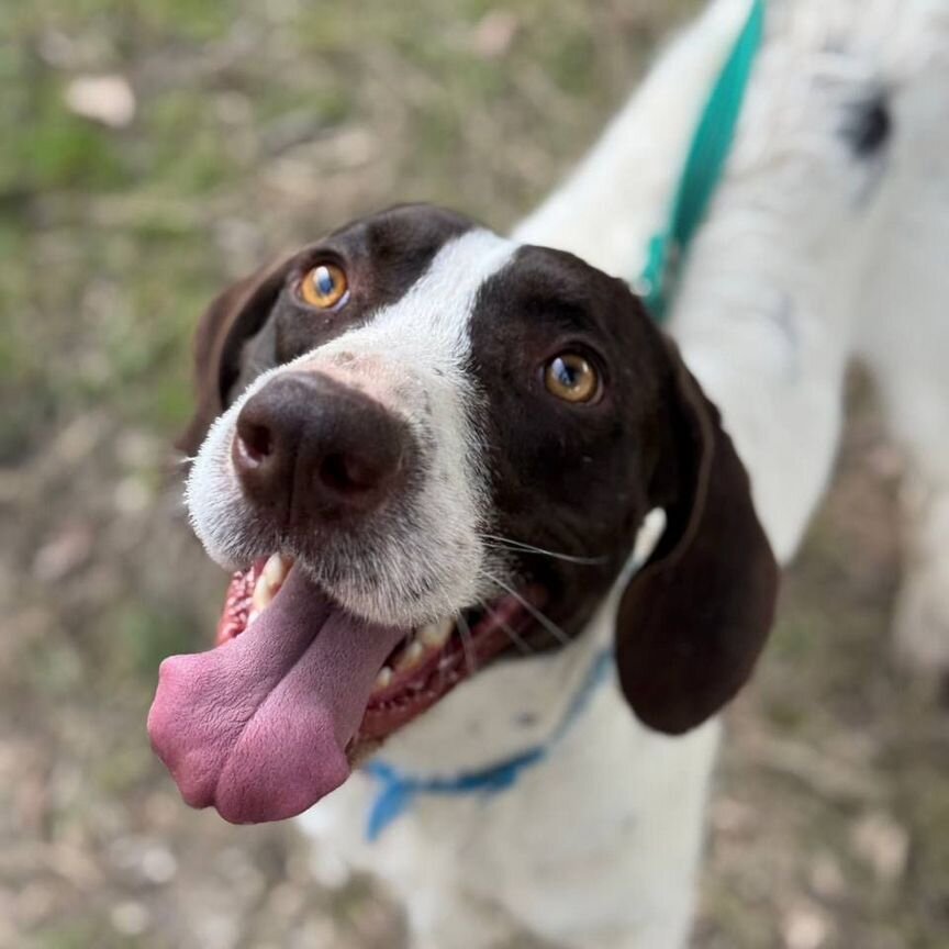 Курцхаар Юра ищет дом