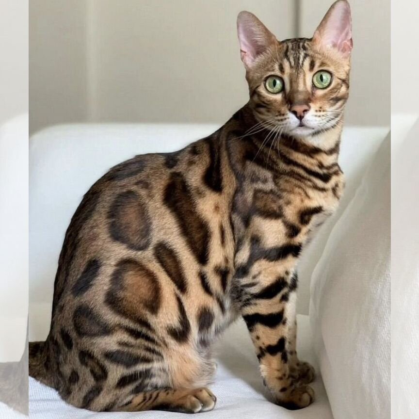 Бенгальская кошка, взрослая