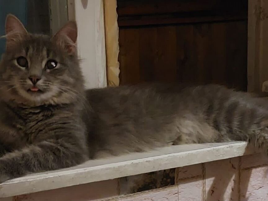 Кошечка в добрые руки