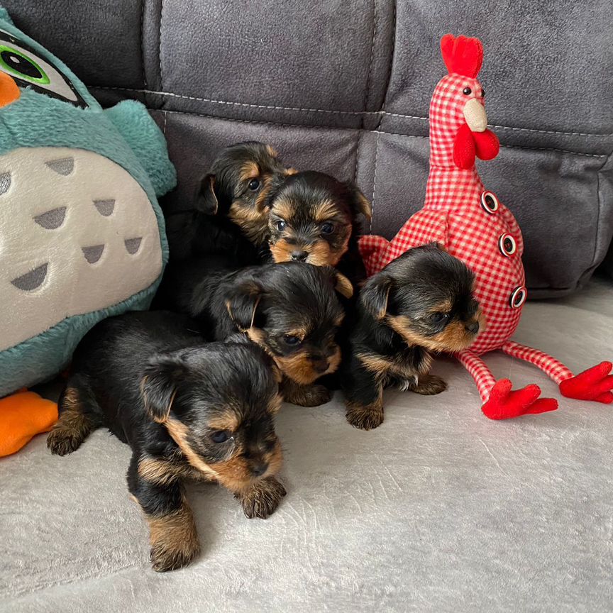 Щенки йоркширского терьера, миники