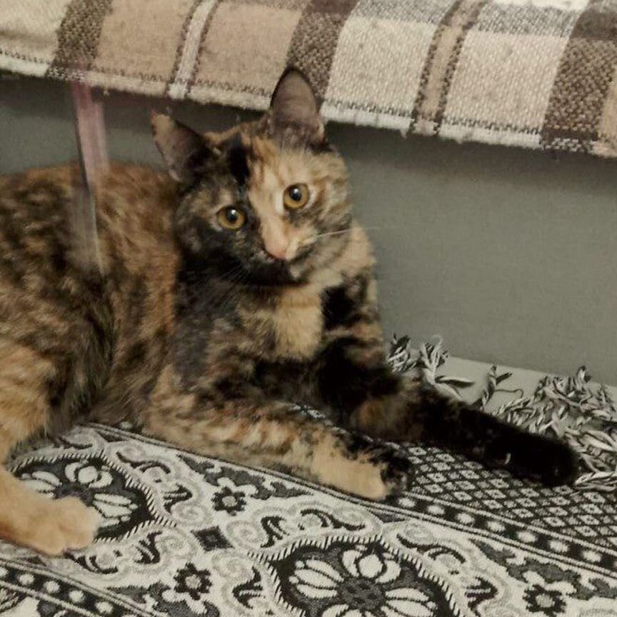 Котенок подросток на счастье