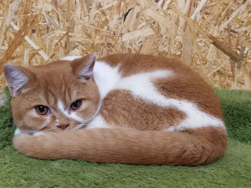 Рыжий с белым британскийи