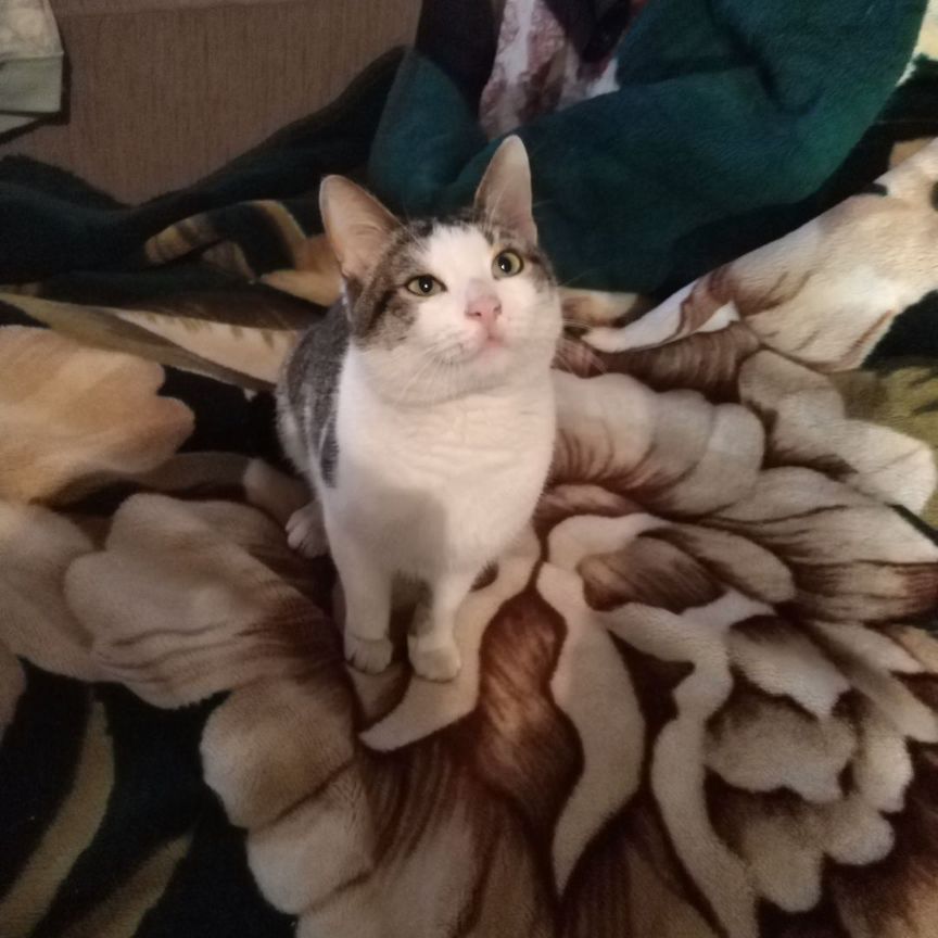 Котики бесплатно