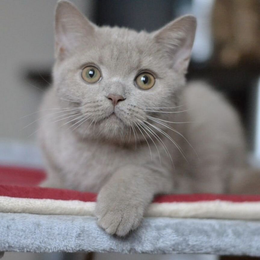 Шотландский прямоухий короткошёрстный котёнок