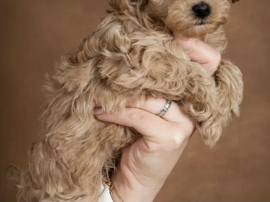 Мальтипу f1 в добрые руки