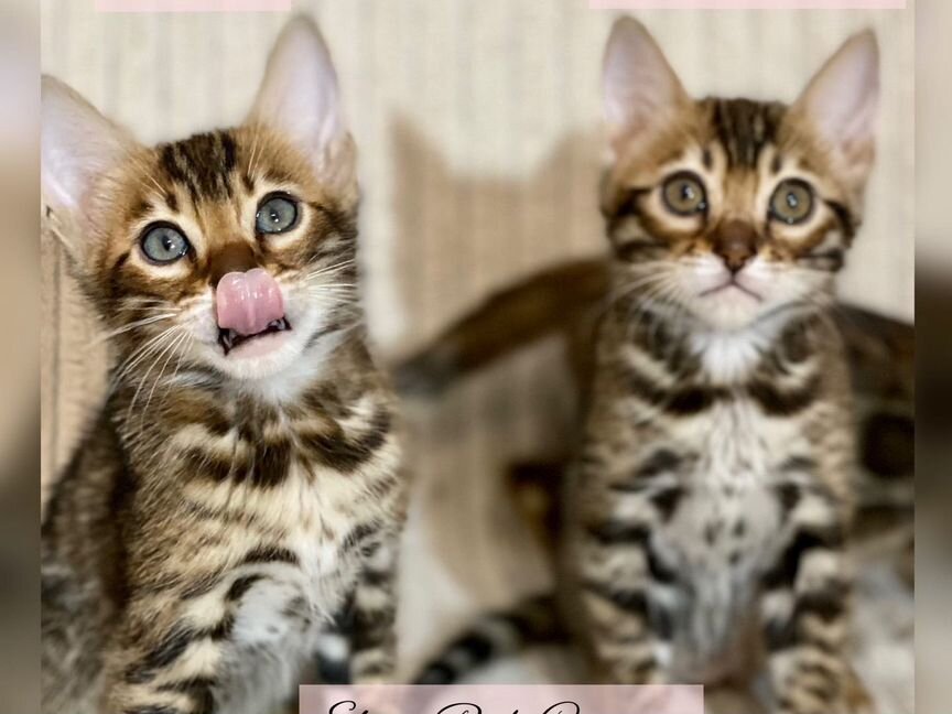 Бенгальская кошка