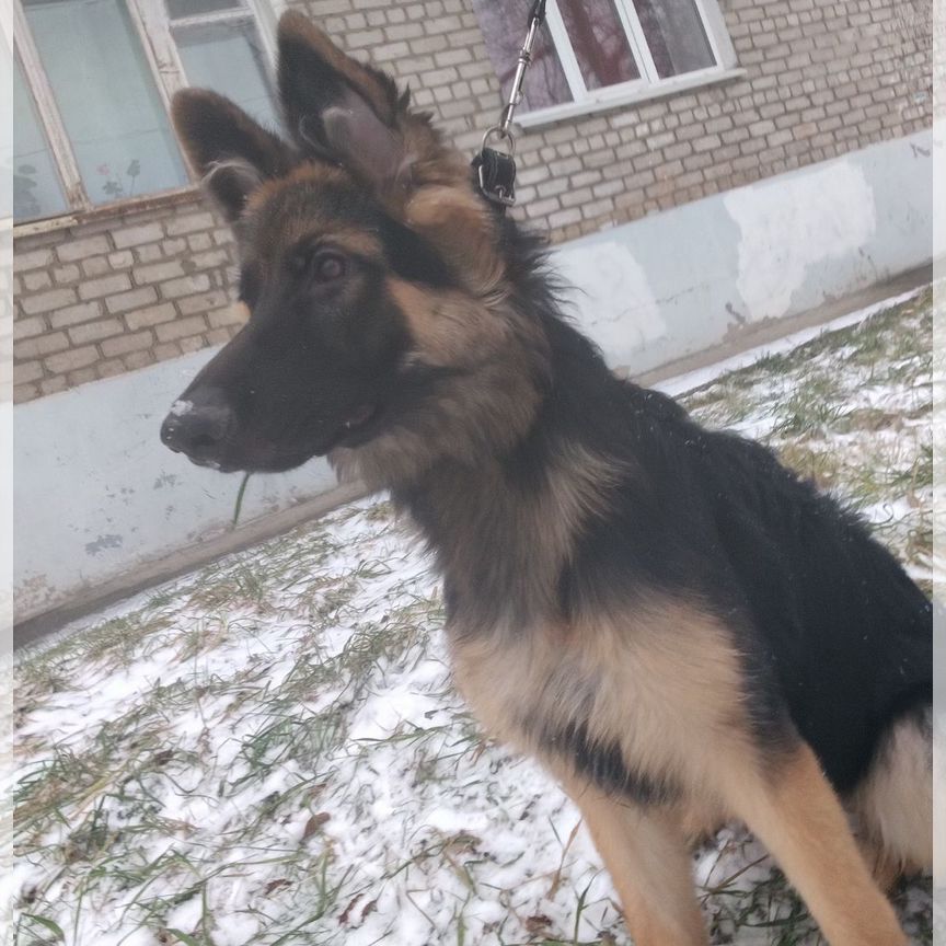 Немецкая овчарка, щенок