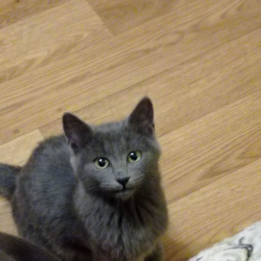 Кошечка в добрые руки