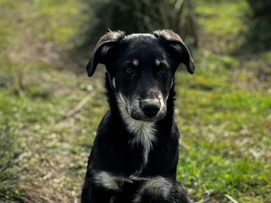 Собака в добрые руки щенок