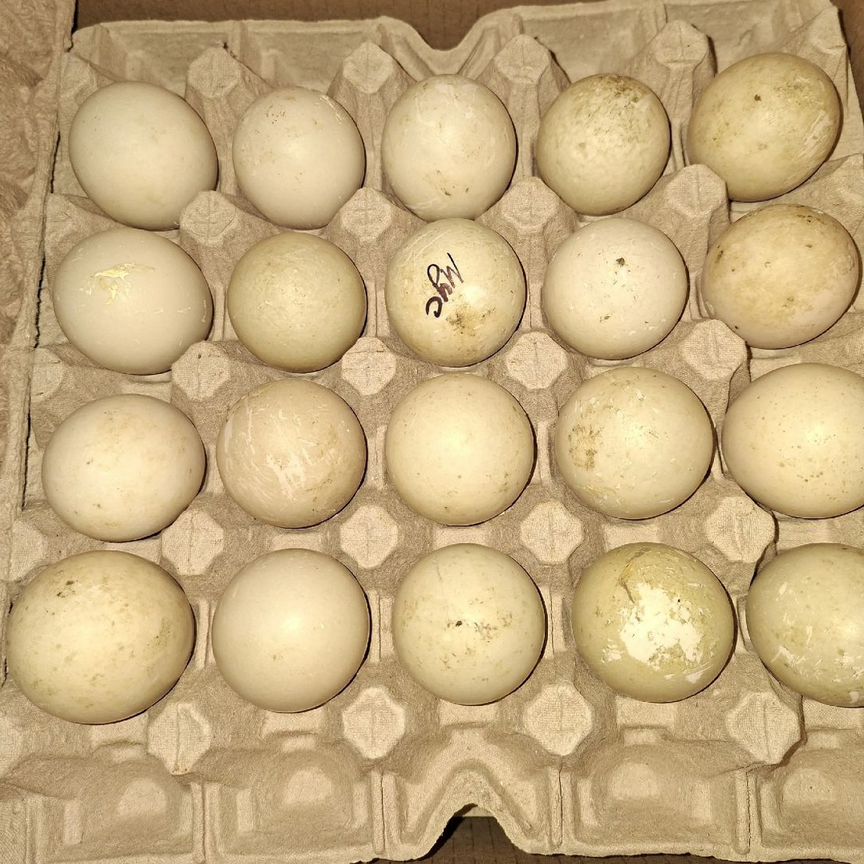 Инкубационное яйцо индоутки