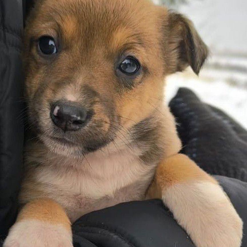 Щенок в добрые руки бесплатно