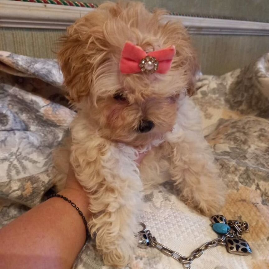 Щенки Мальтипу F1, настоящие