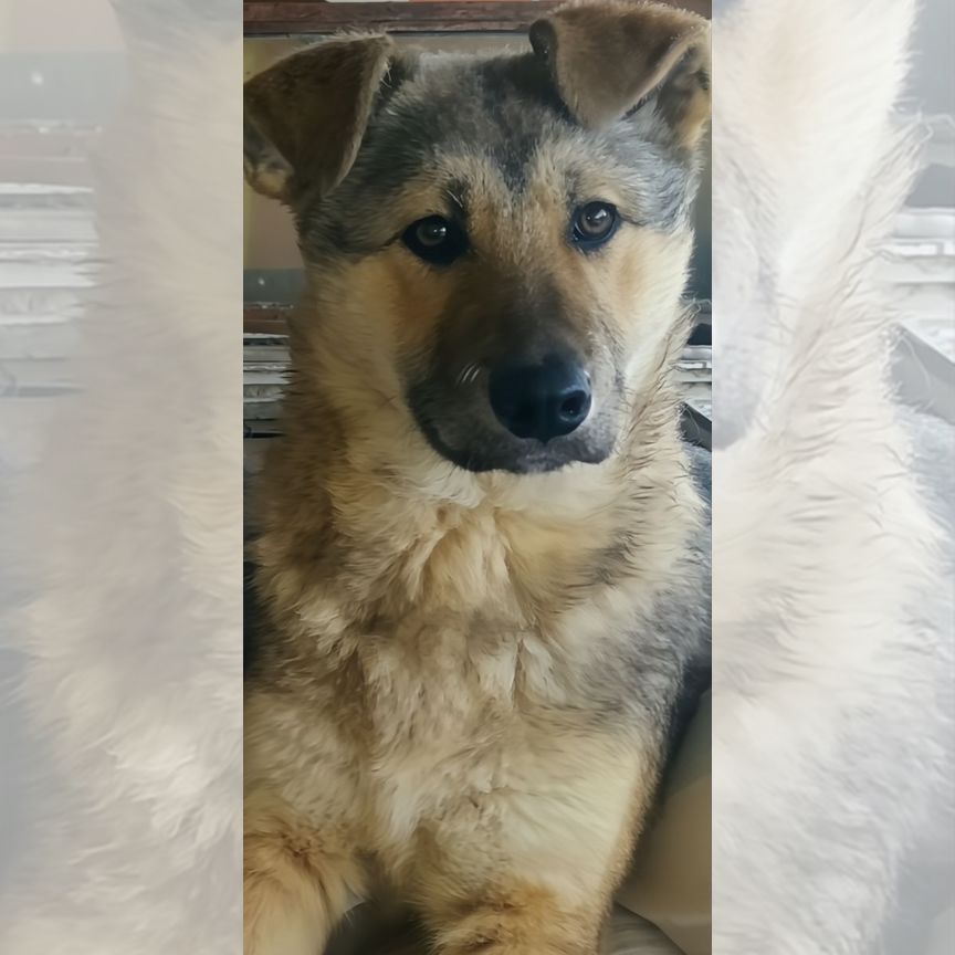 Щенок в добрые руки