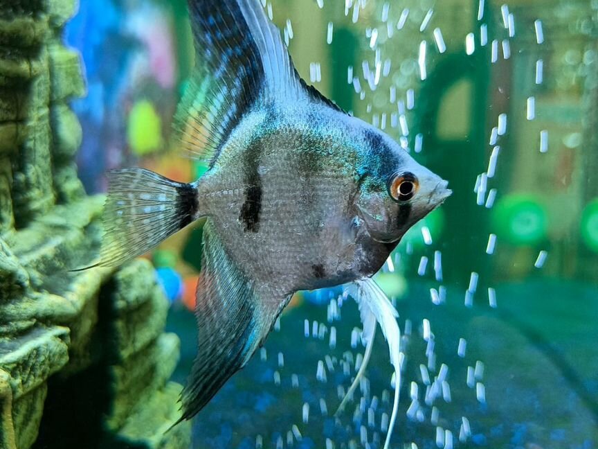 Скалярия голубая подросток самец