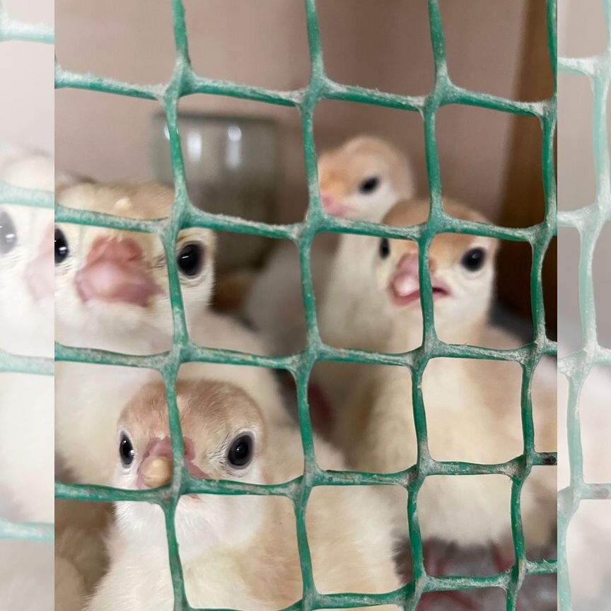 Индюшата