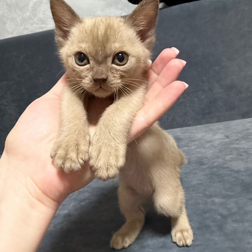 Европейский бурманский котёнок