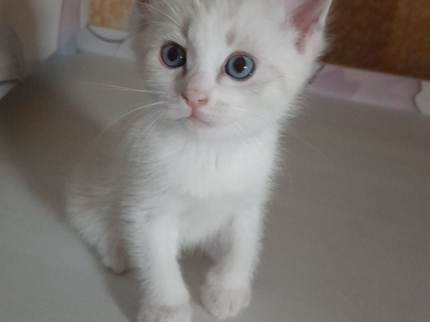 Коты сиамские