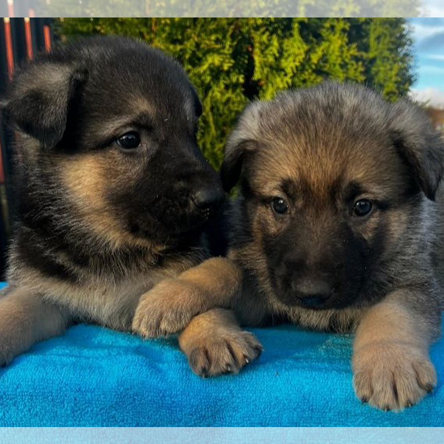 Восточноевропейская овчарка, щенок