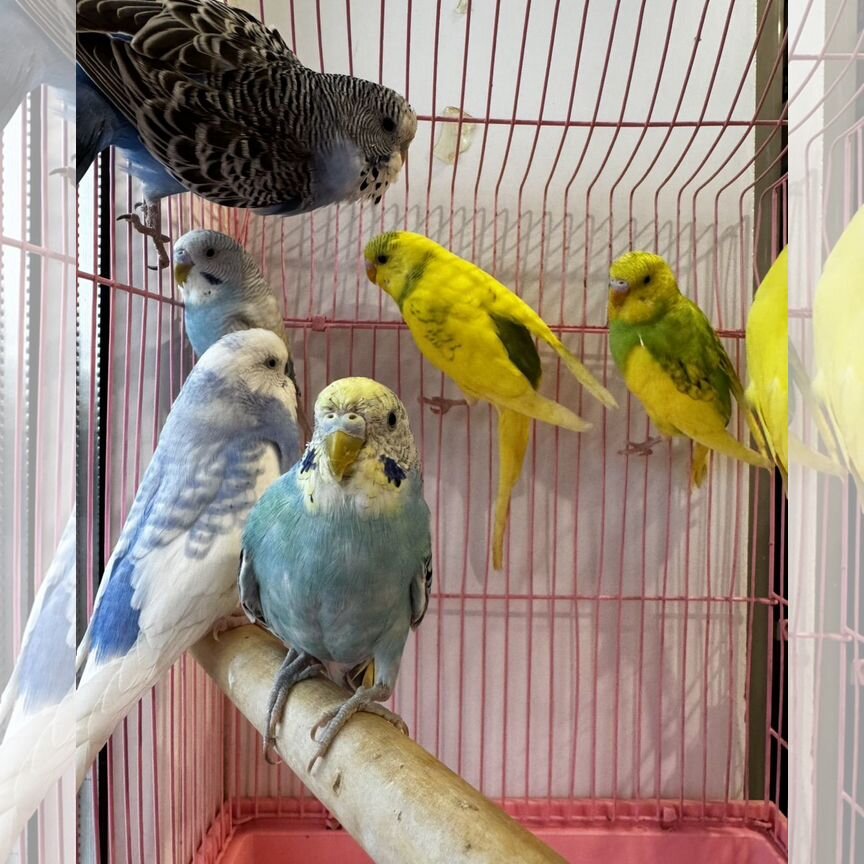 Волнистые попугаи