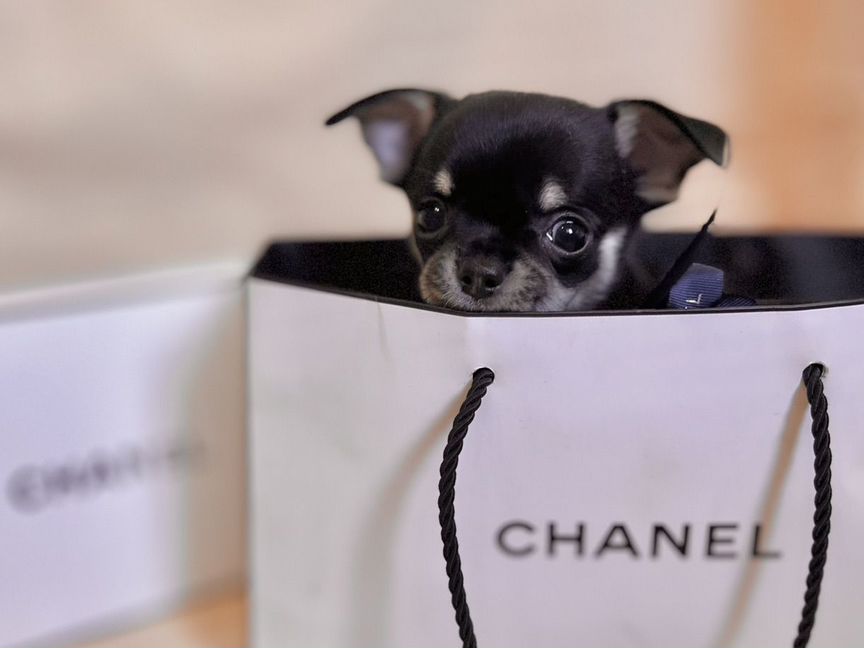 Чишка мальчишка