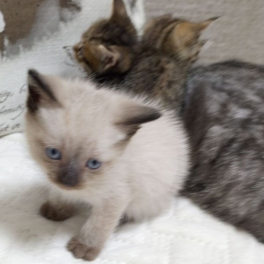 Котёнок в добрые руки