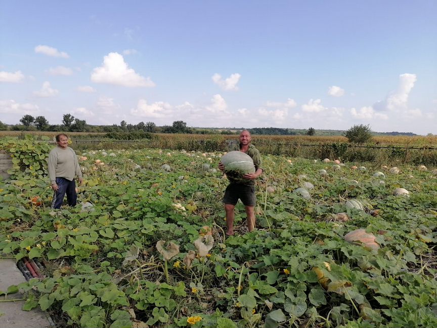 Тыква оптом