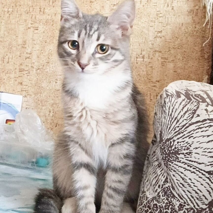 Красивый котенок девочка в дар
